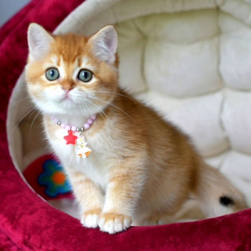 Золотая британская шиншилла девочка