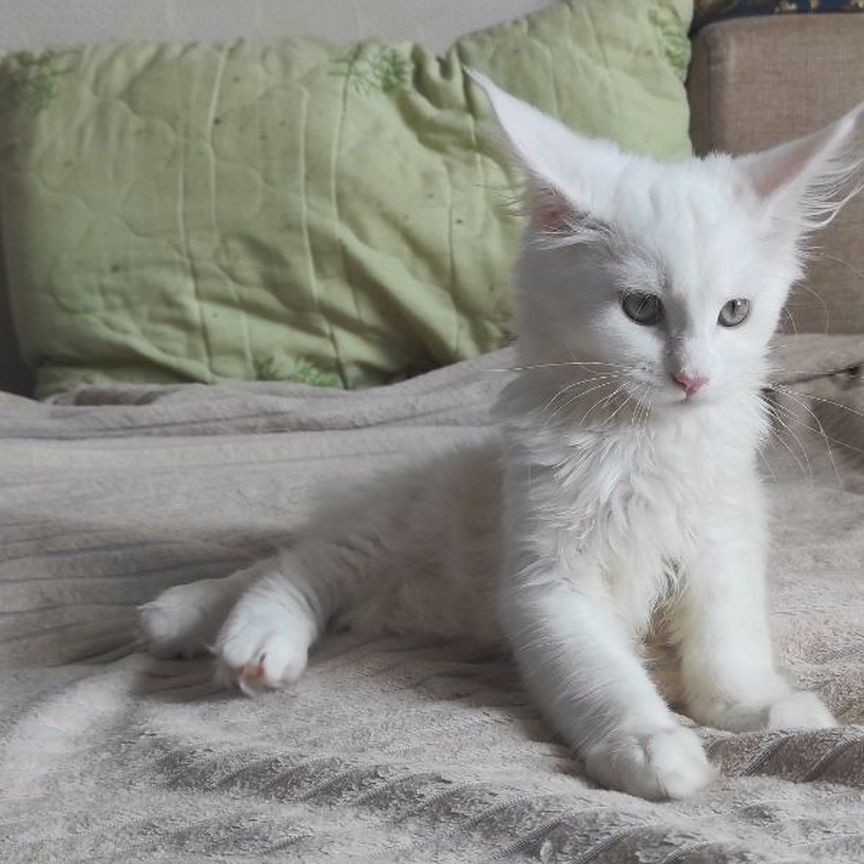 Котёнок Мейн-кун мальчик
