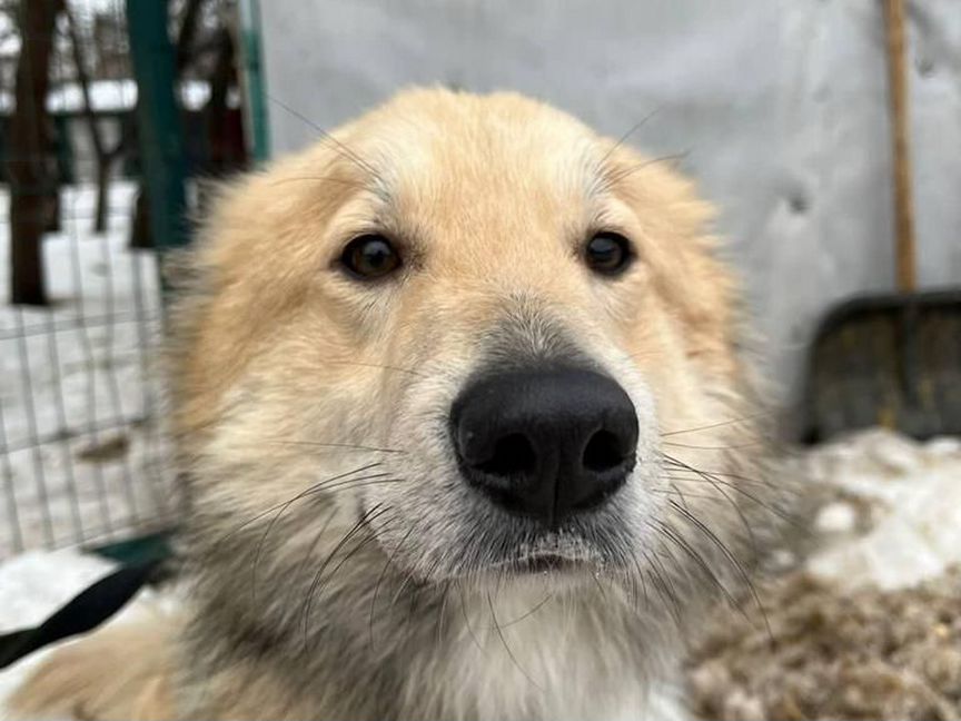 Гамбит-собака из приюта ищет дом