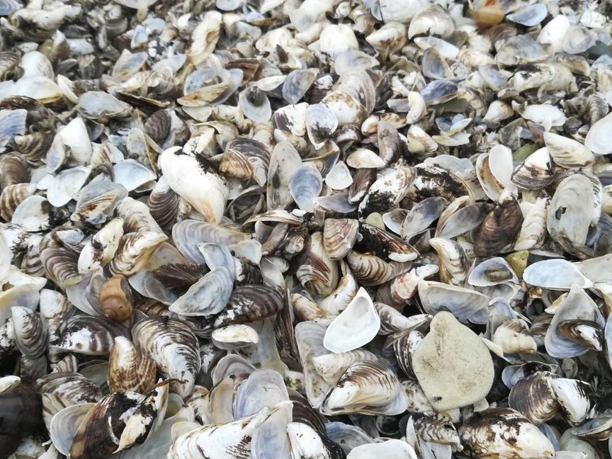 Ракушка речная