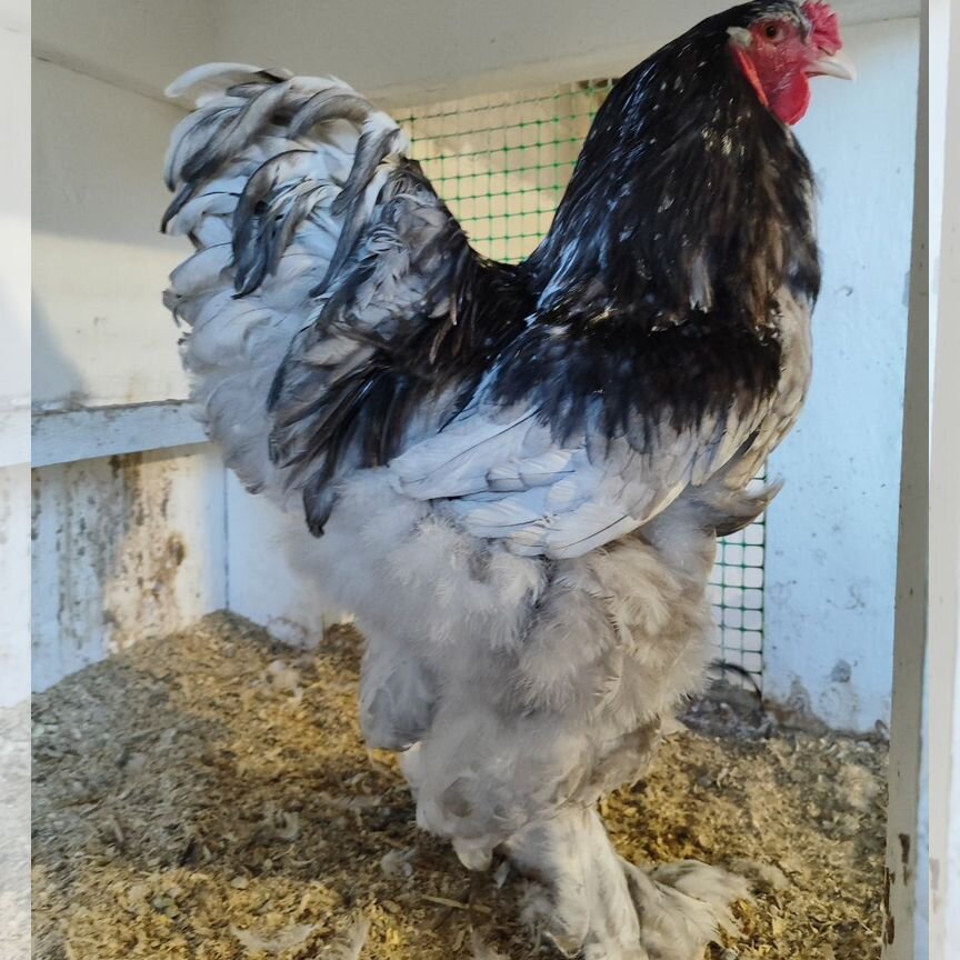 Семья кур брама