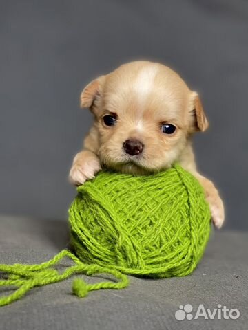 Чихуахуа щенки