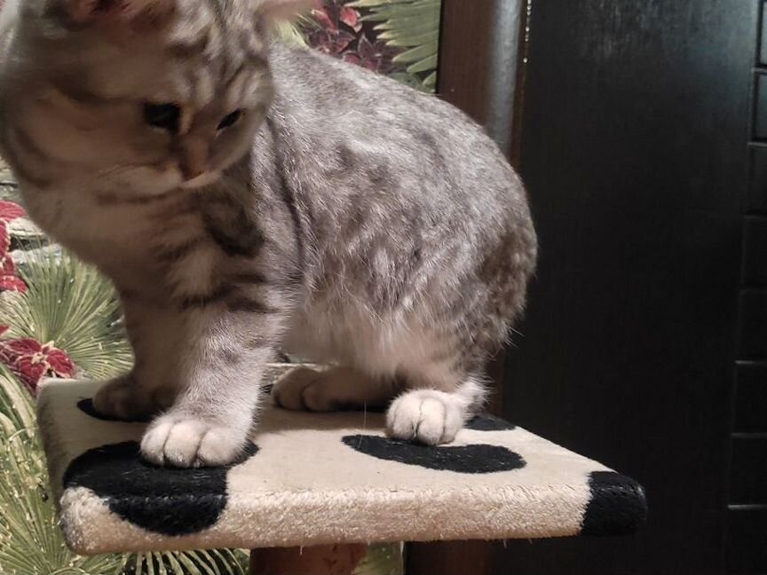 Шотландский кот