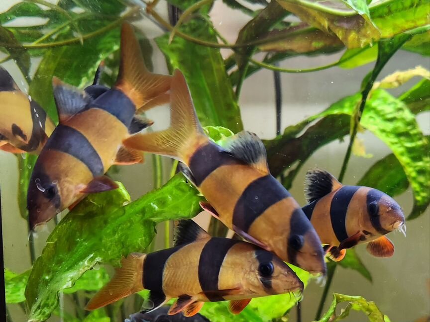 Боция клоун