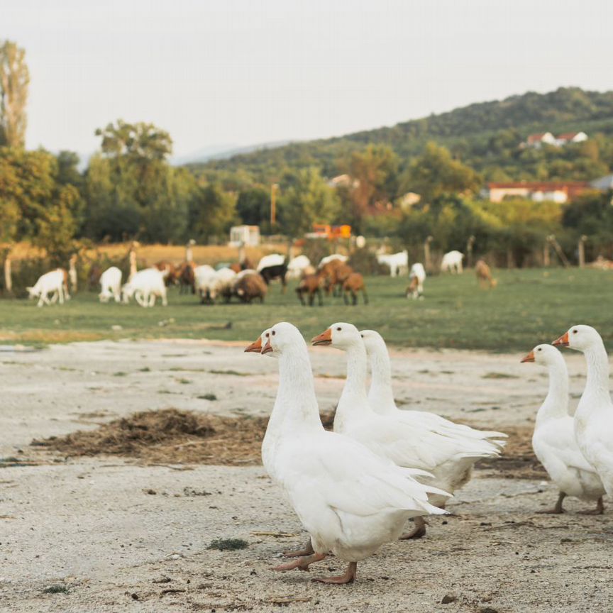 Продаем гусей (тушки)