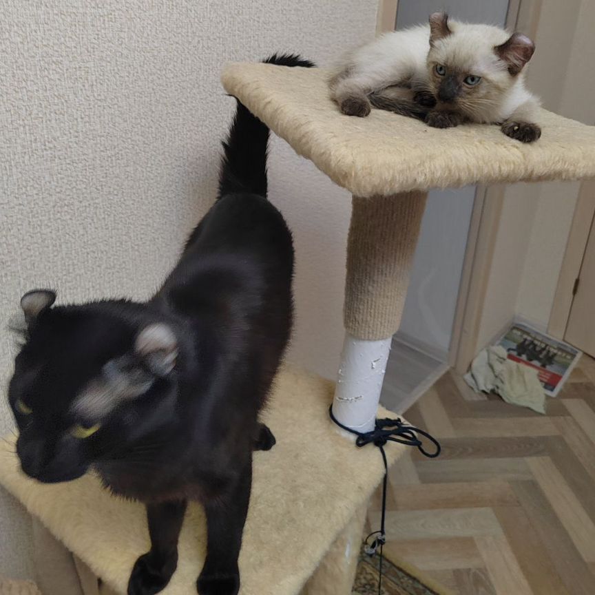 Американский кёрл короткошёрстный котёнок