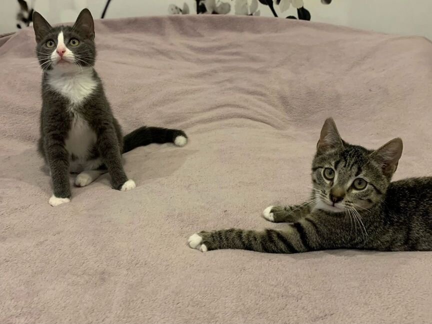 Котишки братишки