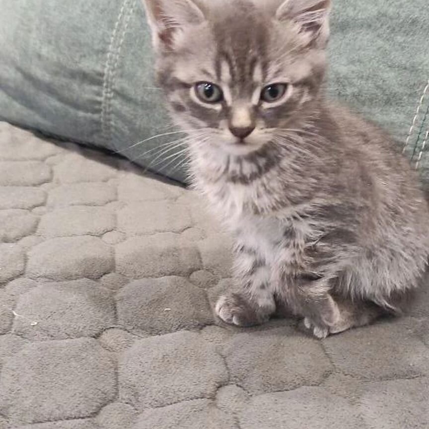 Британский короткошёрстный котёнок