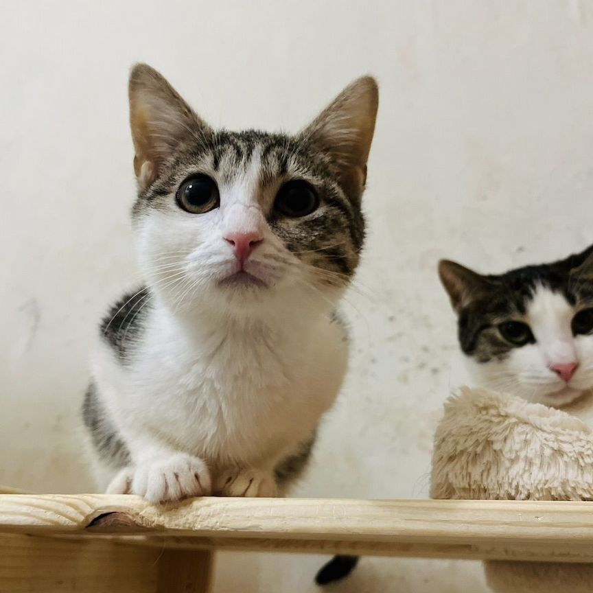 Котёнок Китти