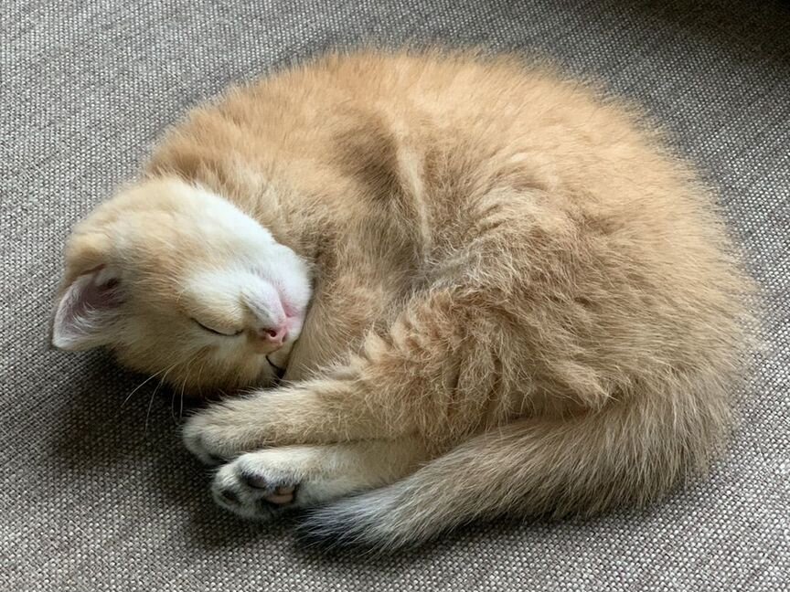 Котята золотая шиншилла