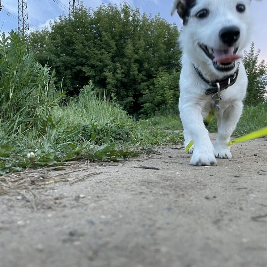 Джек рассел терьер