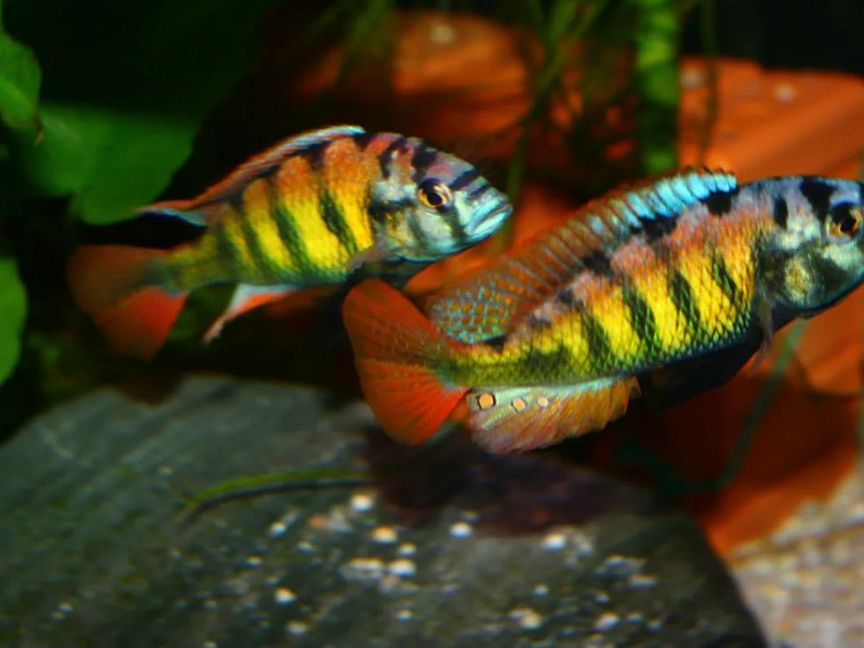 Хаплохломис макобе (озеро Виктория)