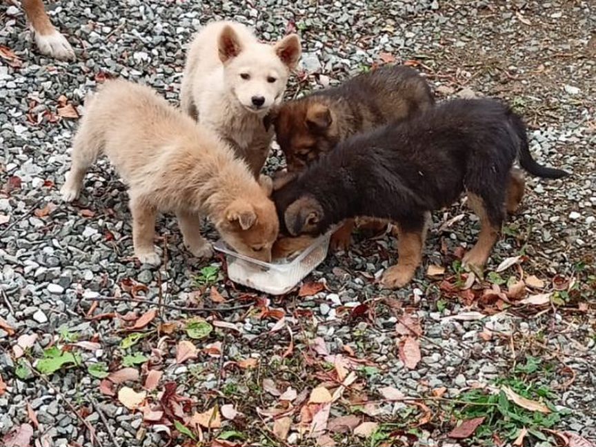 Щенок в добрые руки