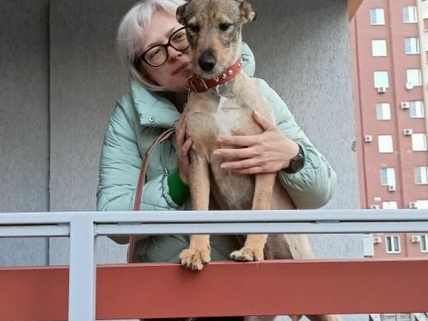 Терьер великолепный 1,5 года, стерильная