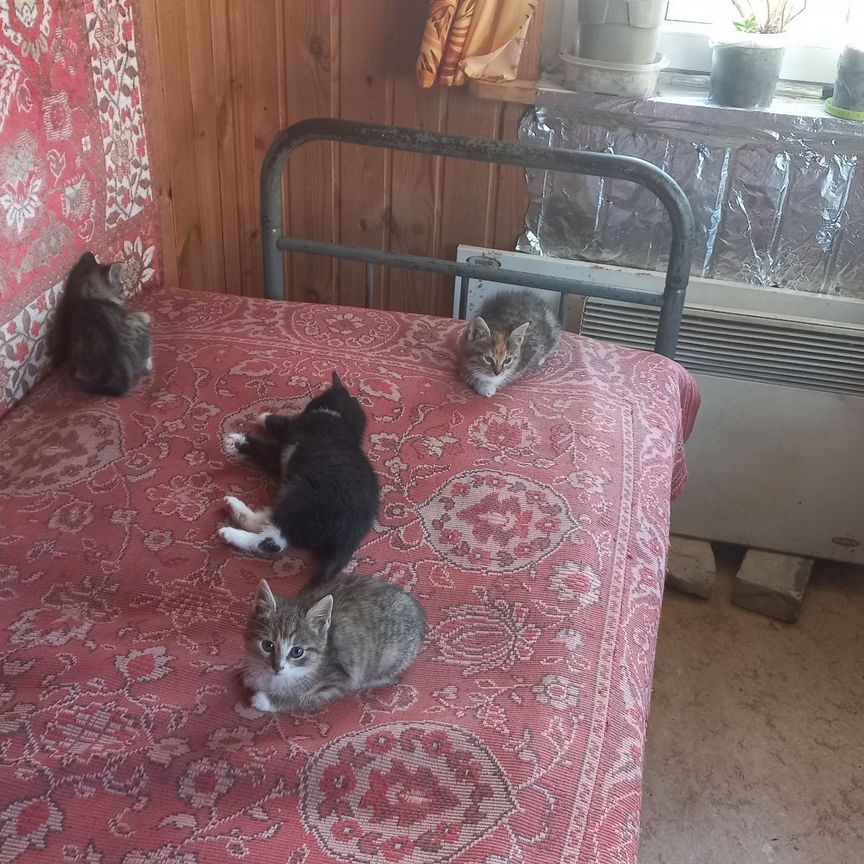 4 подкидыша