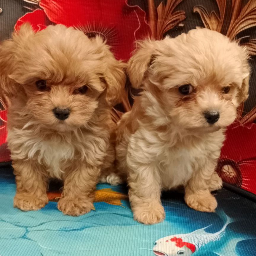 Мальтипу, щенок