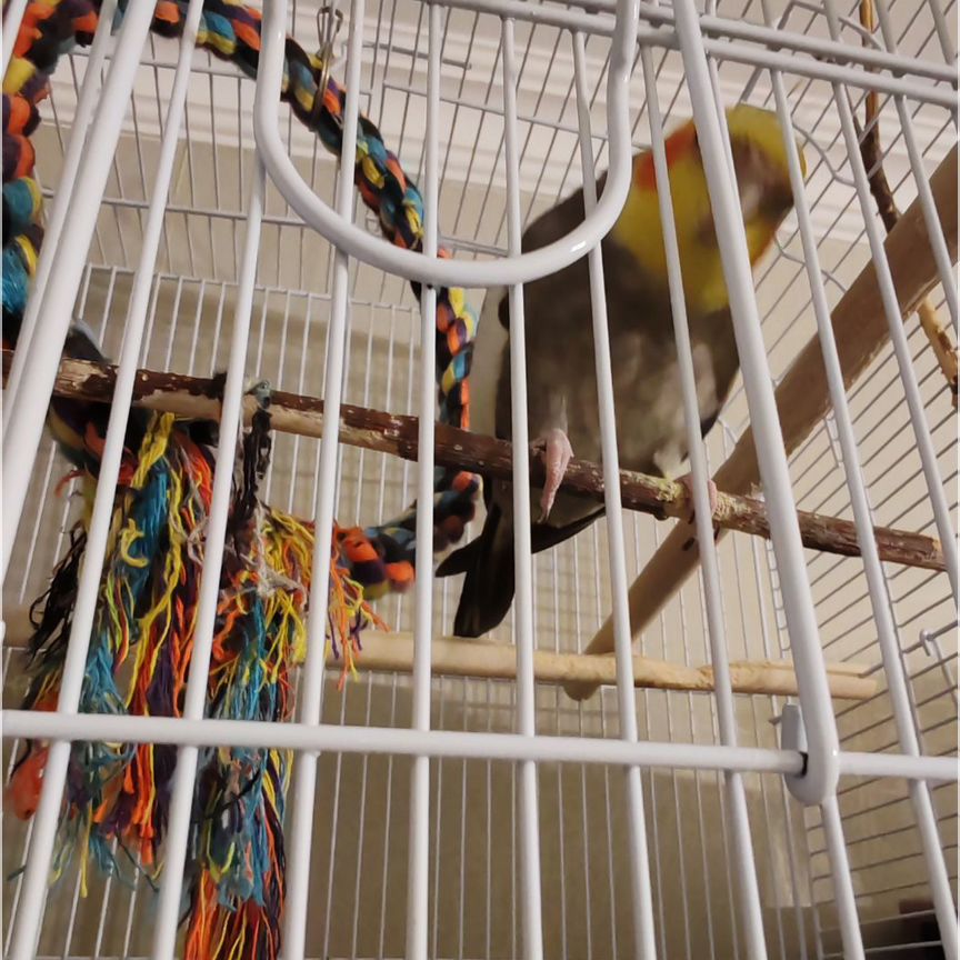 Ручной говорящий попугай