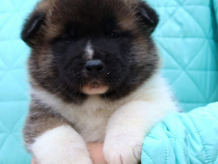 Американская акита