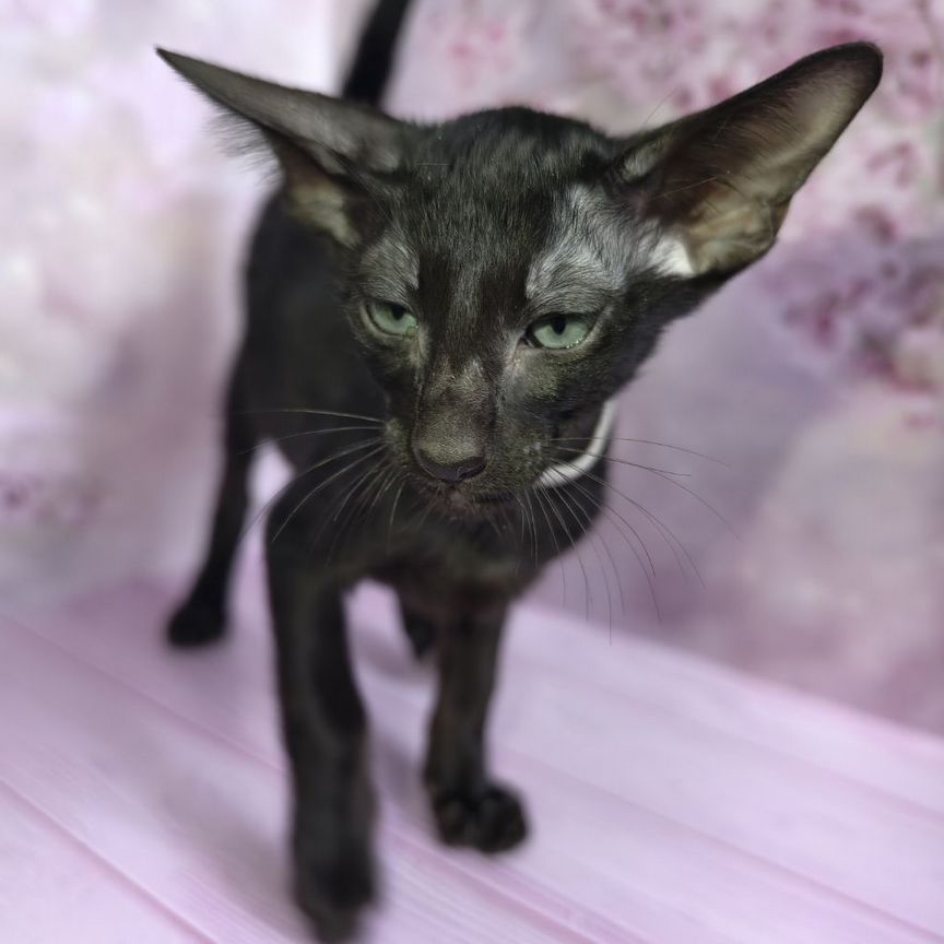Ориентальный котёнок