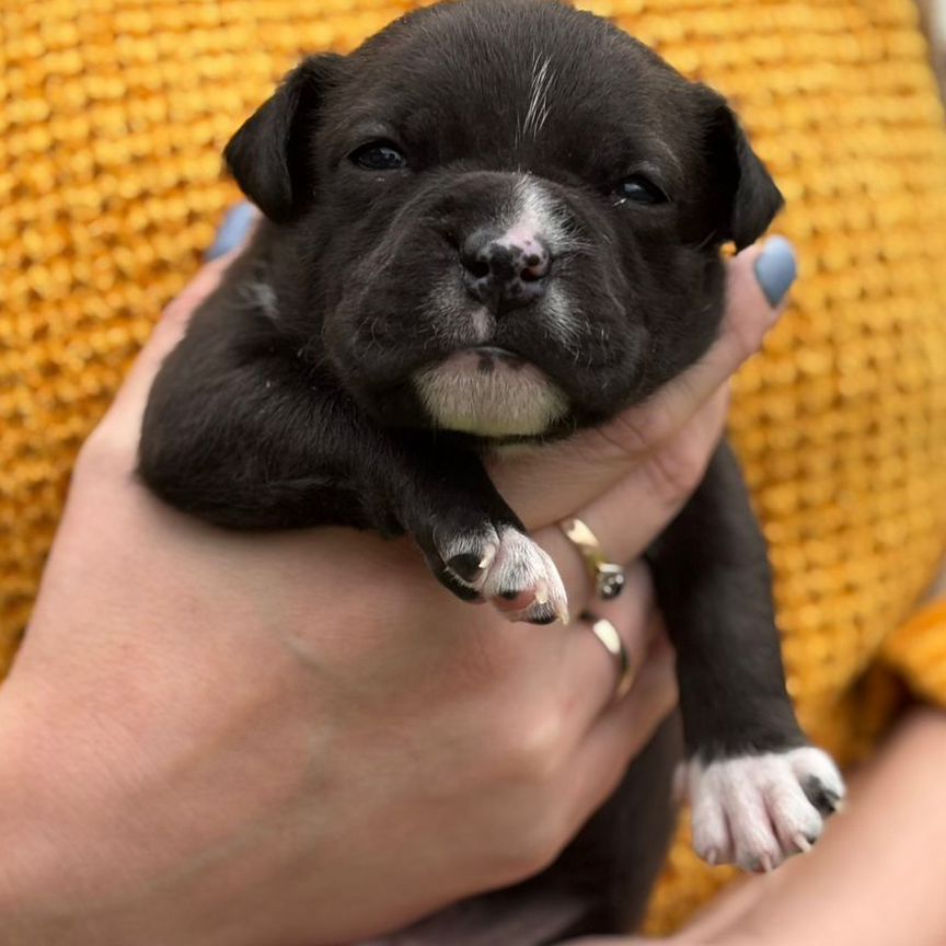 Американский стаффордширский терьер, щенок