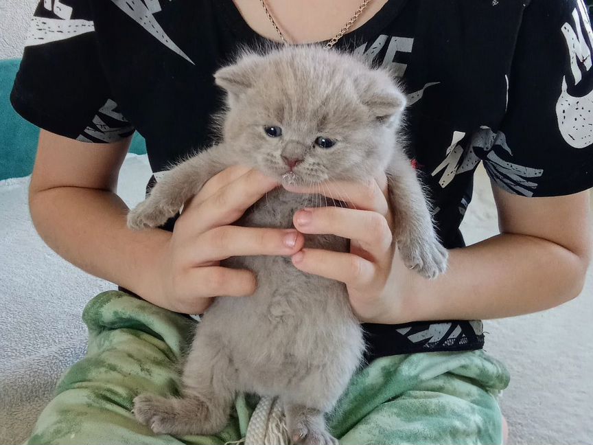 Британские лиловые котята