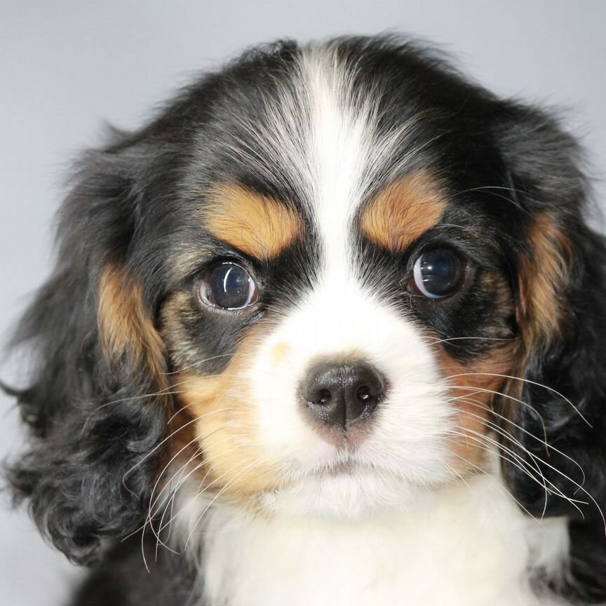 Щенки Кавалер Кинг Чарльз Спаниель