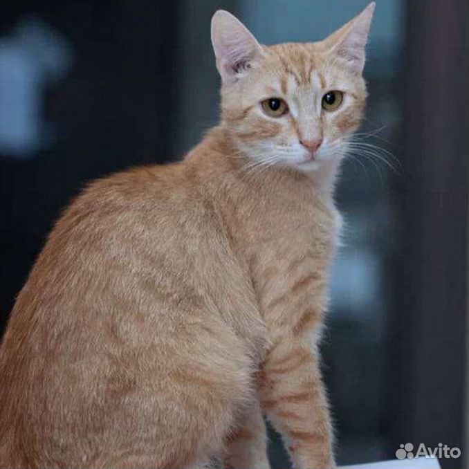 Лесной приют. Малыш Ирис