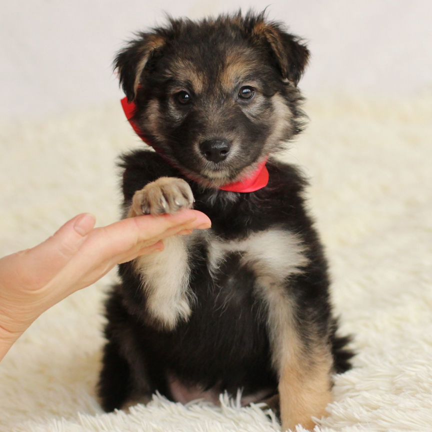 Щенок в добрые руки