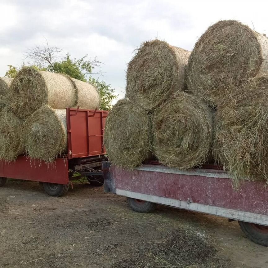 Сено оптом