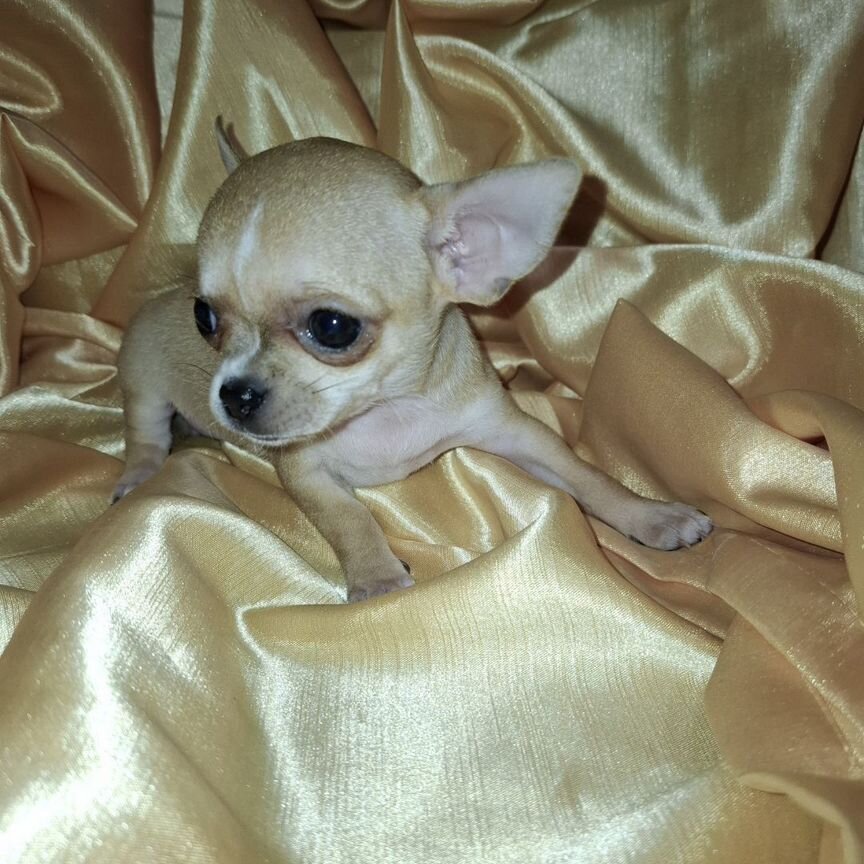 Щенки чихуахуа