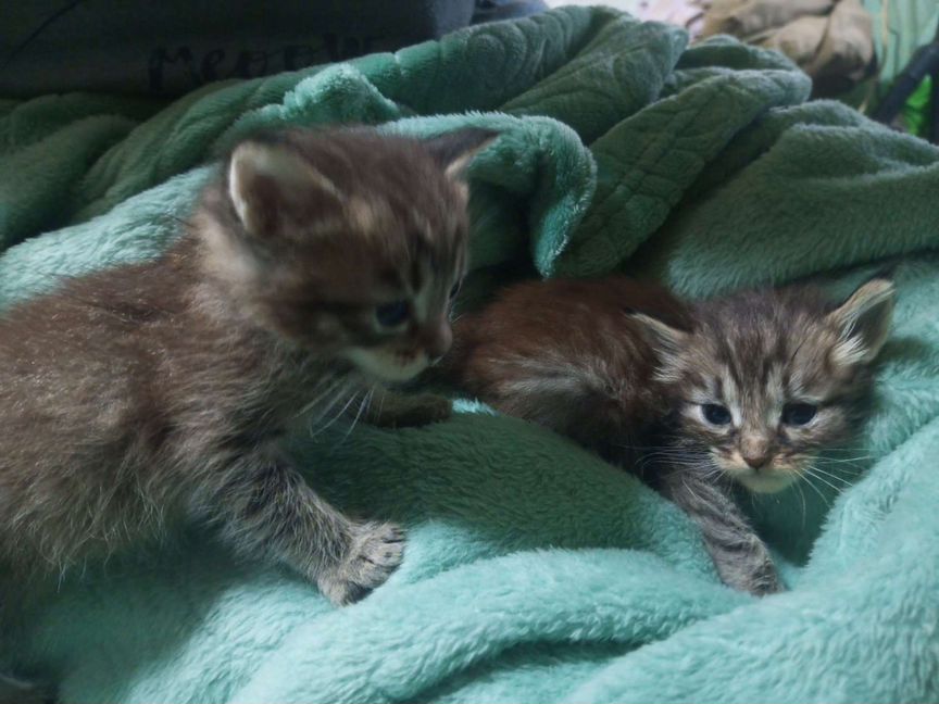 Котята в добрые руки бесплатно