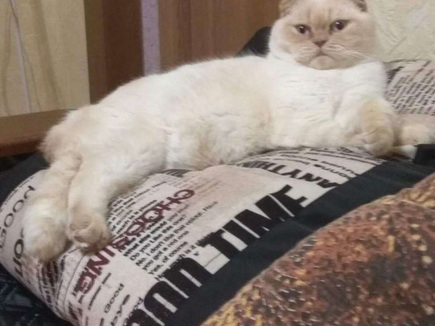 Шотландский кот. Вязка