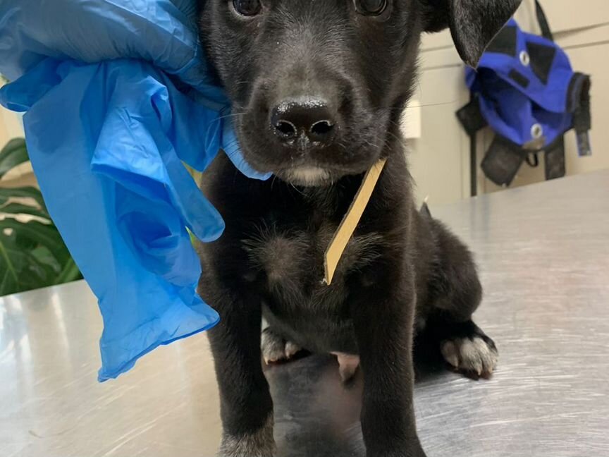 Щеночек в поисках семьи