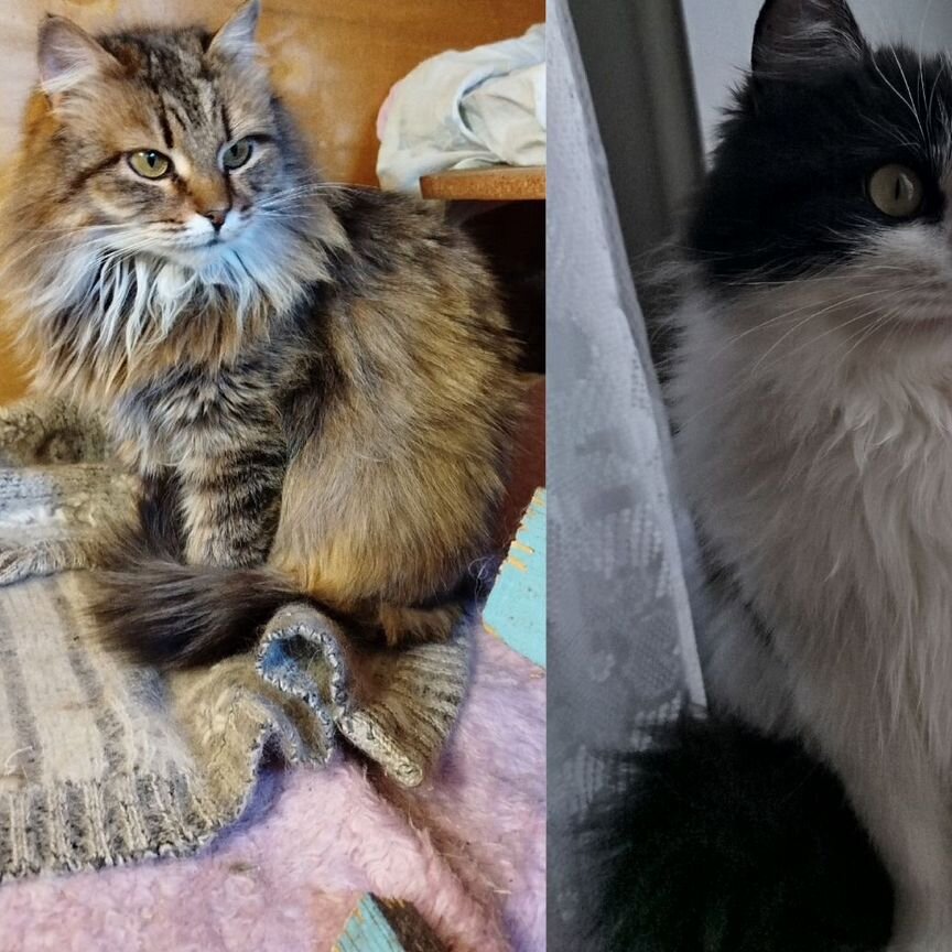 Взрослая, кошка в добрые руки