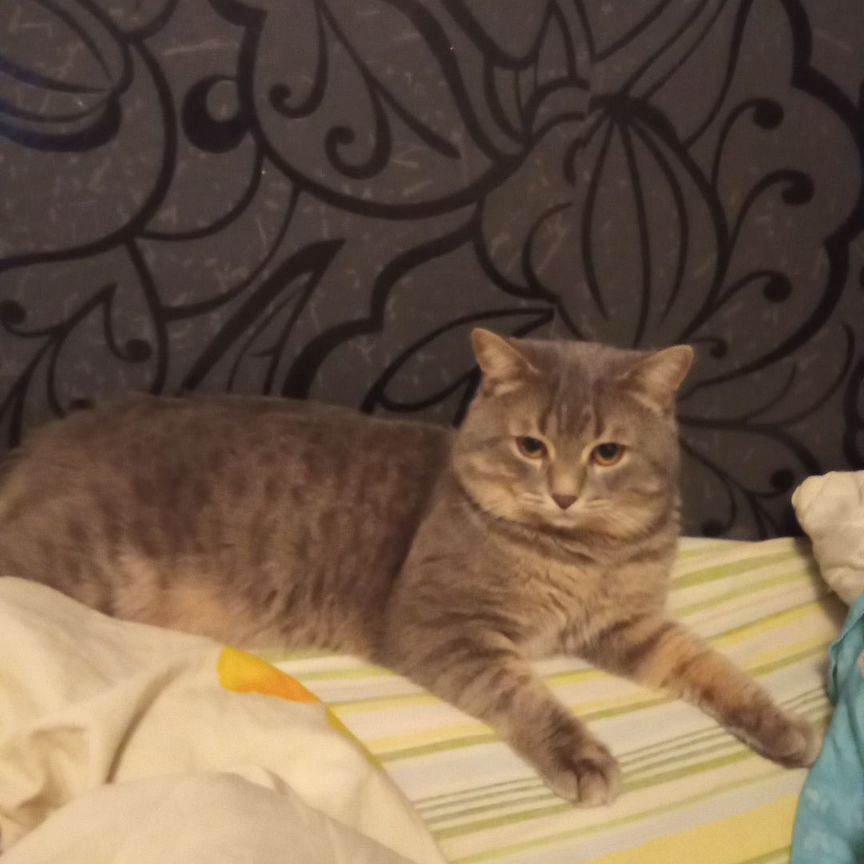 Шотландская вислоухие