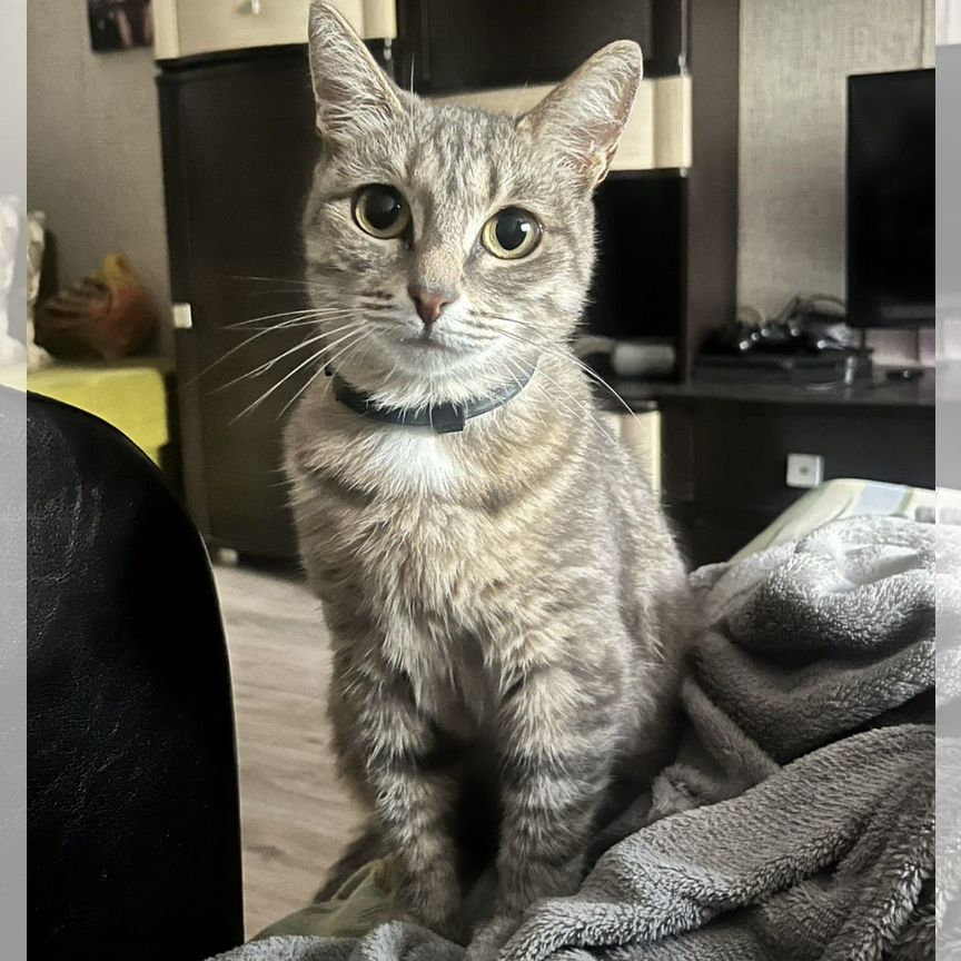 Американская короткошёрстная, взрослая кошка