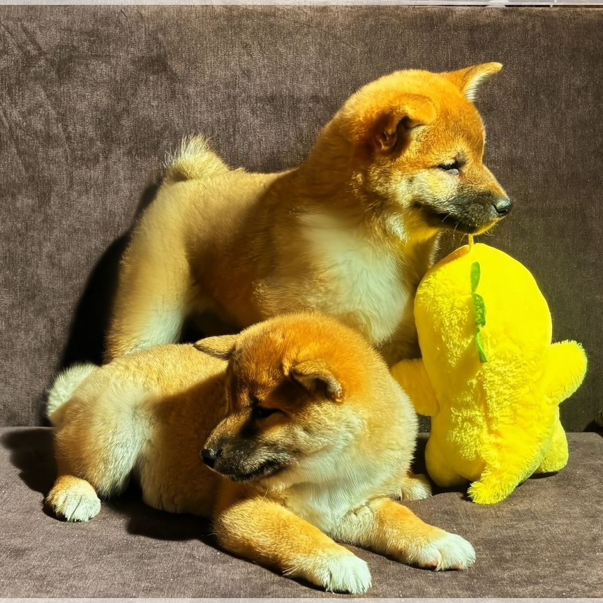 Сиба-ину, щенок