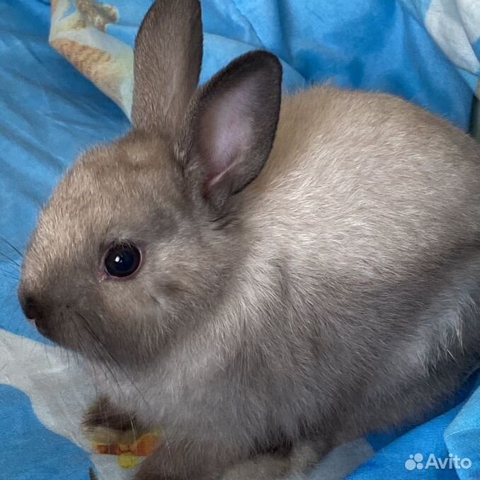 Декоративные кролики в добрые руки