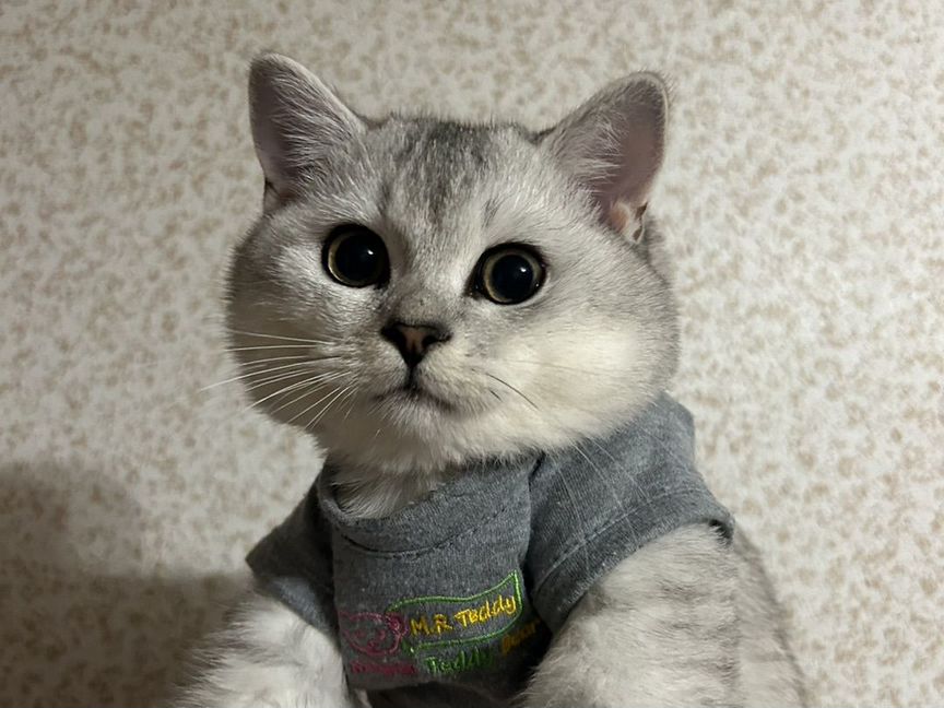 Британская серебристая шиншилла