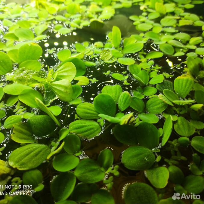 Пистия - водоросли губки