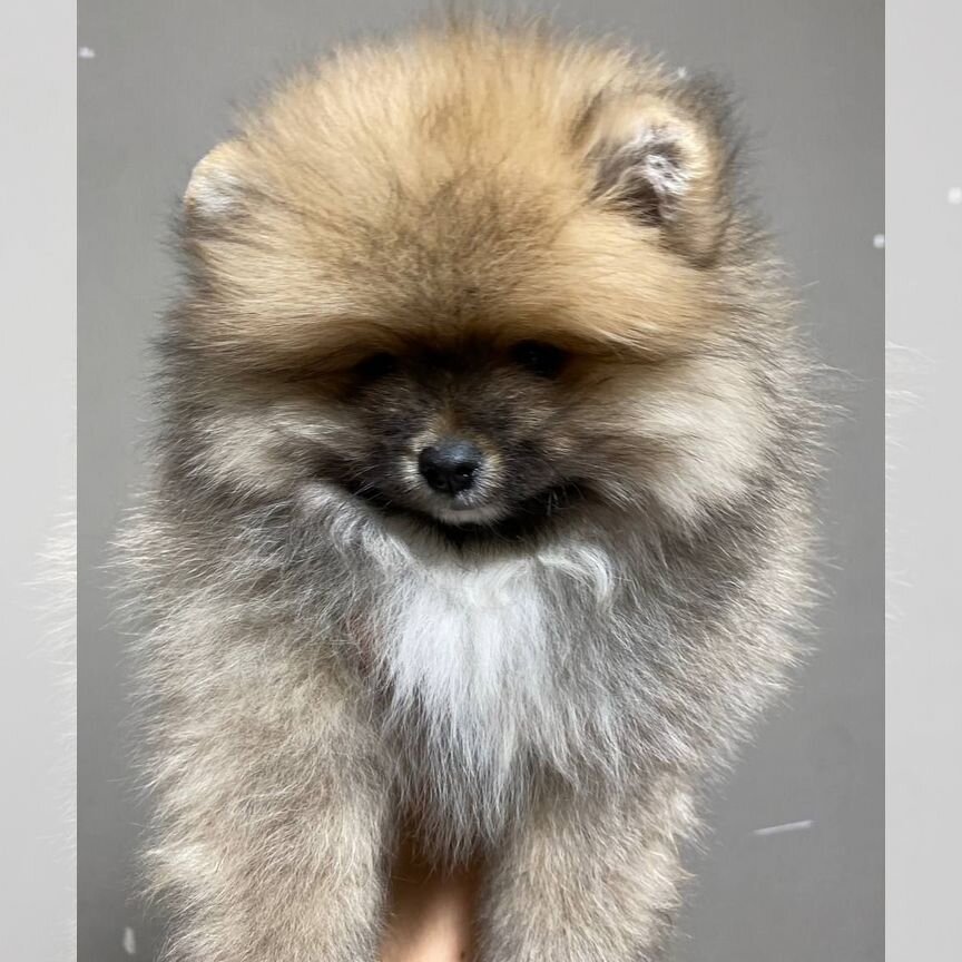 Померанский шпиц, щенок