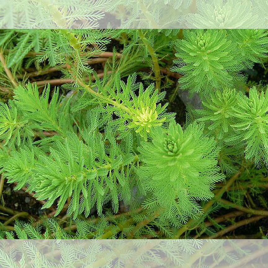 Перестолистник бразильский