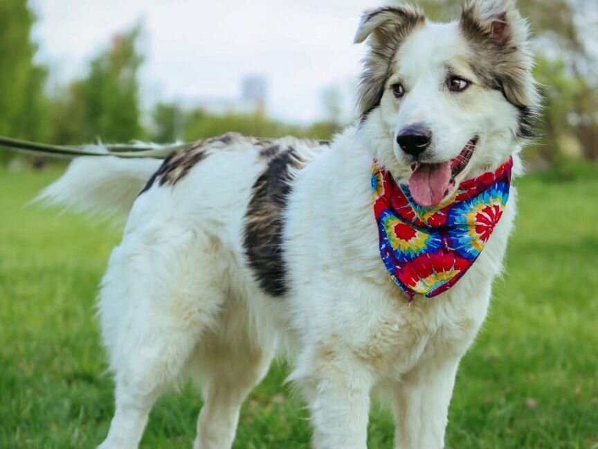 Шикарный пёс ищет семью