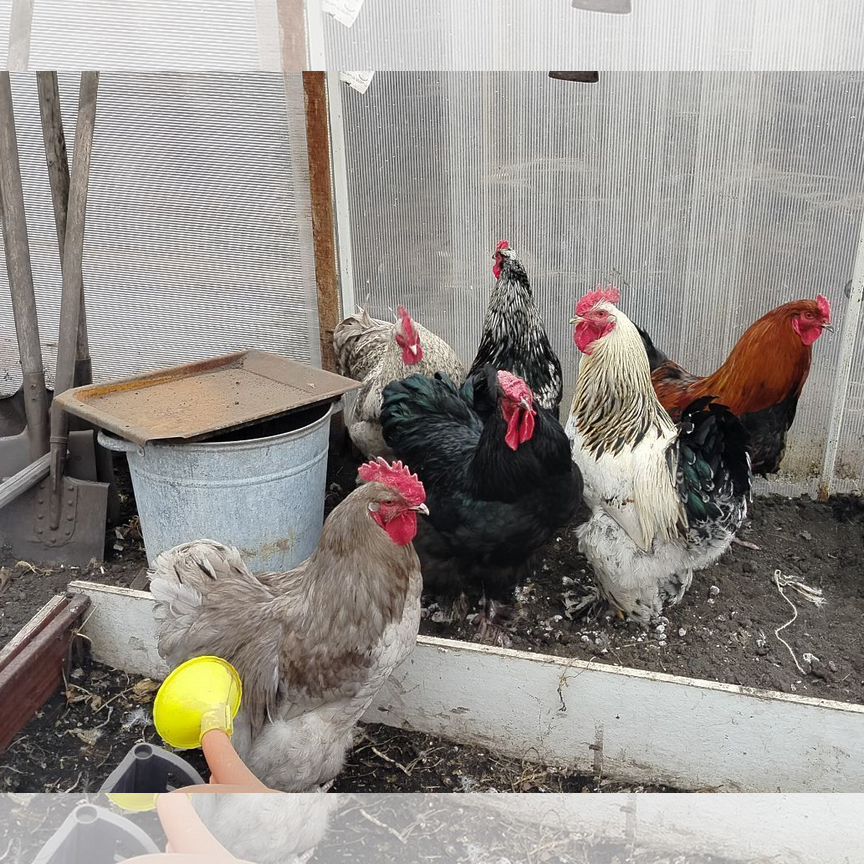 Молодые петухи породы Брама