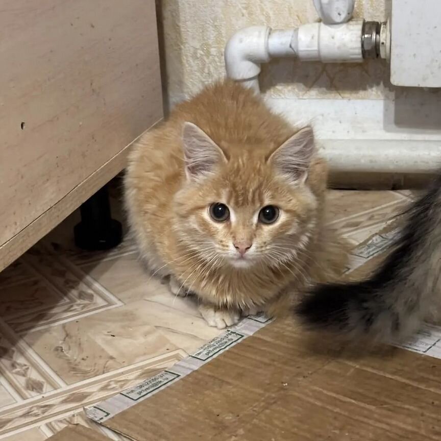 Котёнок в добрые руки