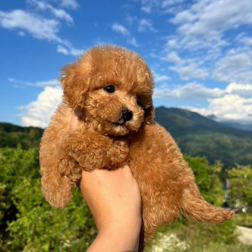 Мальтипу мини