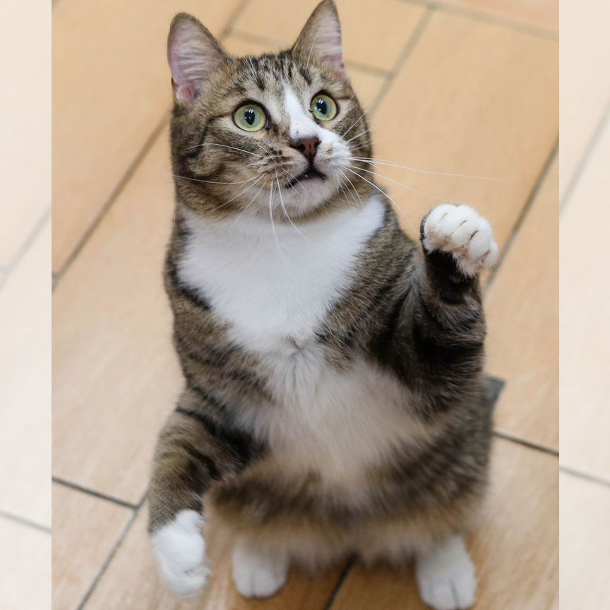 Взрослый кот в добрые руки