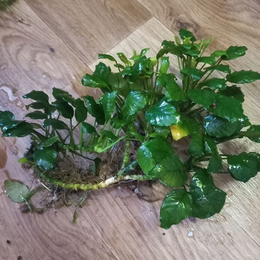 Анубиас бартери петит роунд