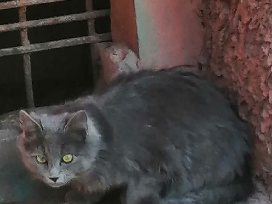 Кошка в дар бесплатно