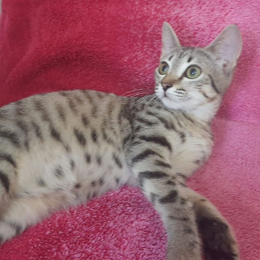 Котята в добрые ручки